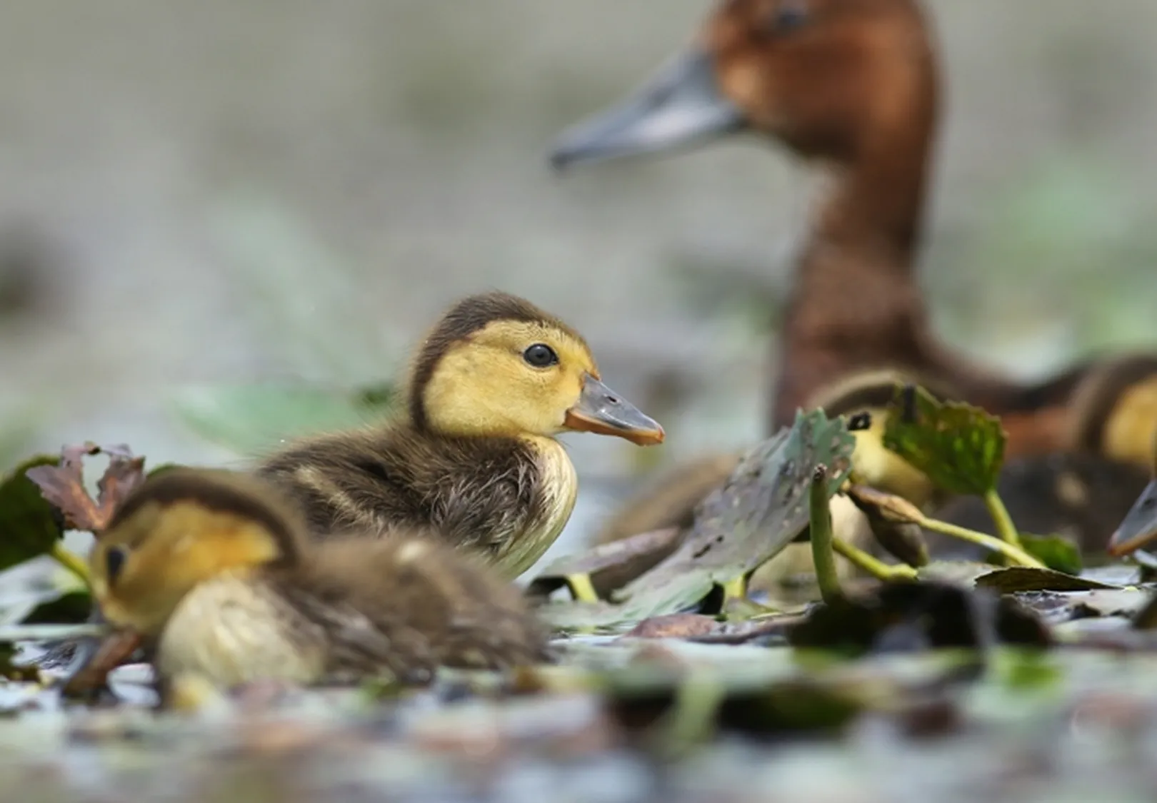 LIFE TRŠCA: Raca kostanjevka - Notranjski park - SL